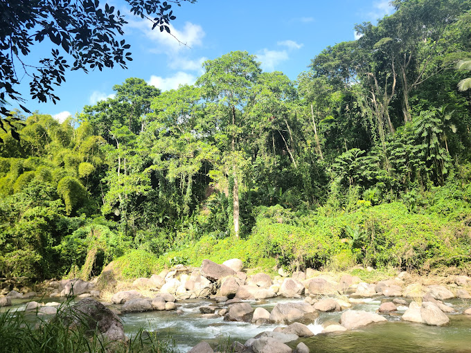 Castleton Botanical Gardens - Connecting Jamaica